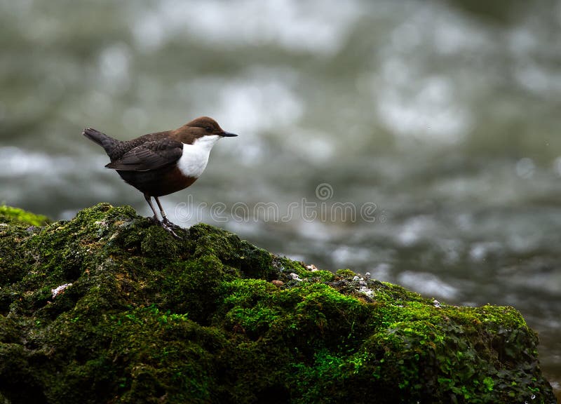 Dipper on a Rock Side stock photo. Image of bird, animal - 271778878