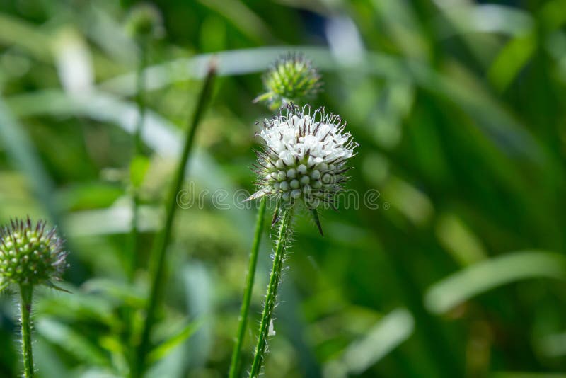 Dipsacus Pilosus, Small Teasel. Wild Plant Shot in Summer Stock Photo ...