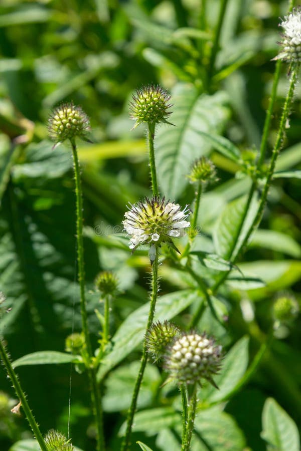 Dipsacus Pilosus, Small Teasel. Wild Plant Shot in Summer Stock Photo ...