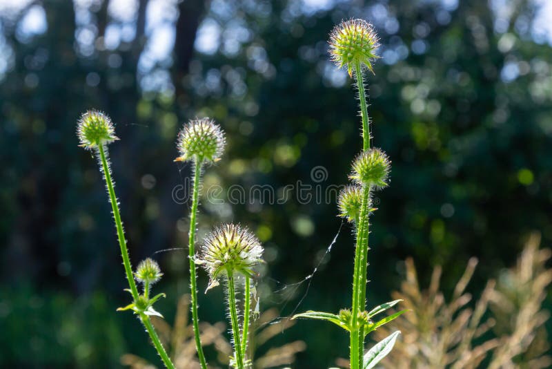 Dipsacus Pilosus, Small Teasel. Wild Plant Shot in Summer Stock Image ...