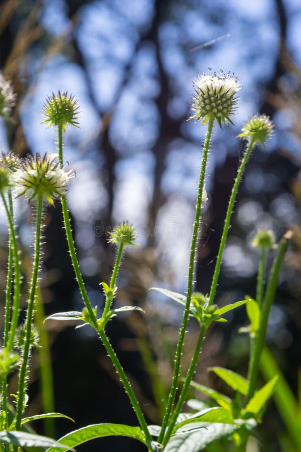 Dipsacus Pilosus, Small Teasel. Wild Plant Shot in Summer Stock Image ...