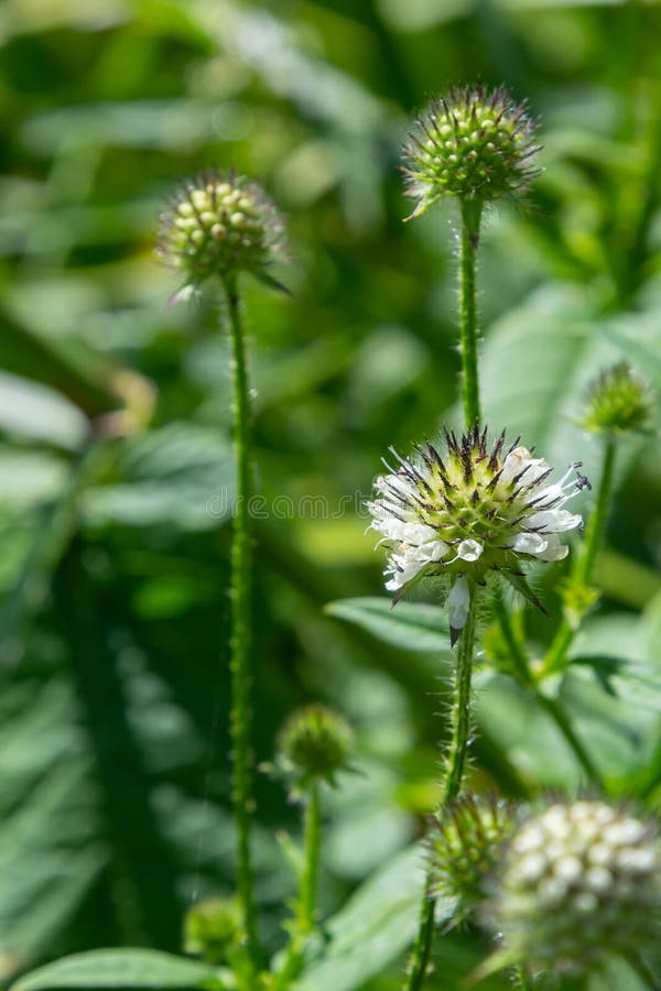 Dipsacus Pilosus, Small Teasel. Wild Plant Shot in Summer Stock Photo ...