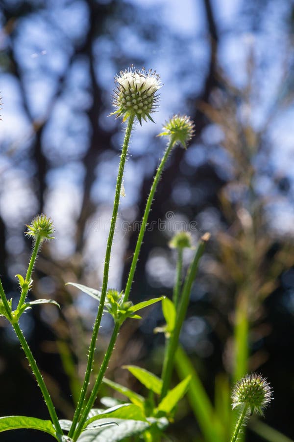 Dipsacus Pilosus, Small Teasel. Wild Plant Shot in Summer Stock Photo ...