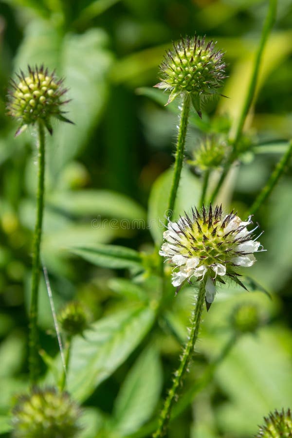 Dipsacus Pilosus, Small Teasel. Wild Plant Shot in Summer Stock Photo ...