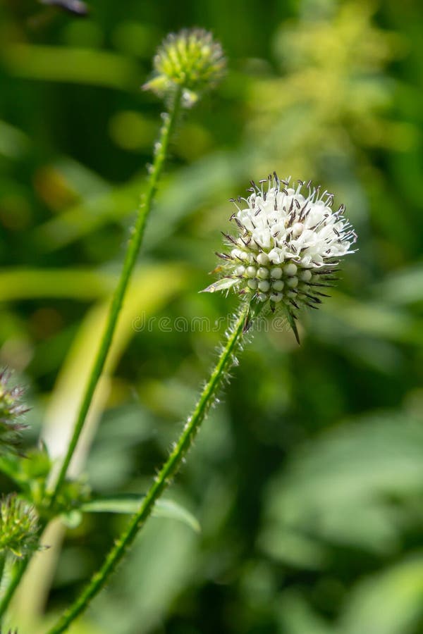 Dipsacus Pilosus, Small Teasel. Wild Plant Shot in Summer Stock Photo ...