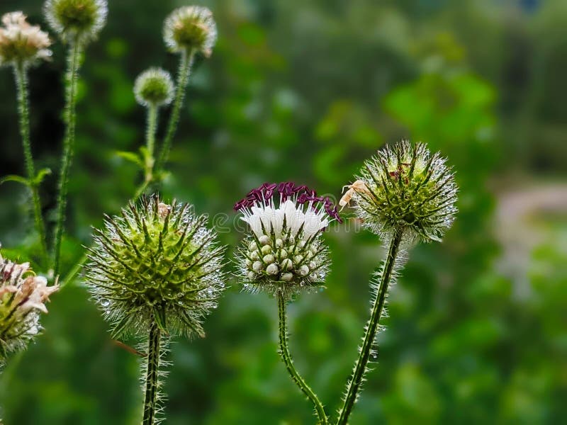 Dipsacus Pilosus, Small Teasel. Wild Plant Shot in Summer. Stock Image ...