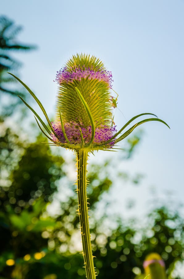 Dipsacus Sativus foto de archivo. Imagen de floral, cubo - 95165542