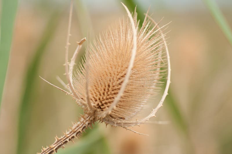 Dipsacus sativus wild dry stock image. Image of wild - 139629227
