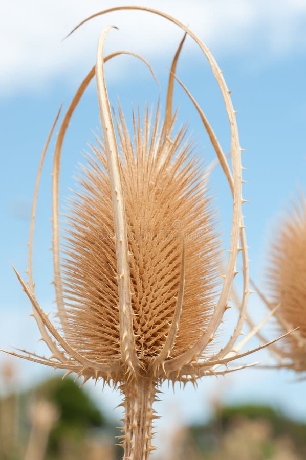 Dipsacus sativus wild dry stock photo. Image of comb - 139629238