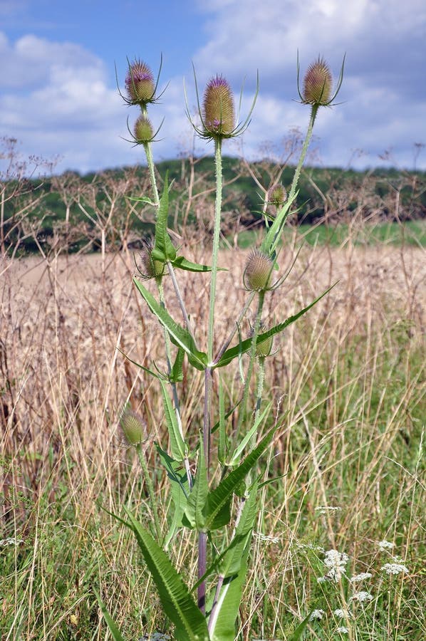 Dipsacus sylvestris stock image. Image of fullers, karde - 26588019