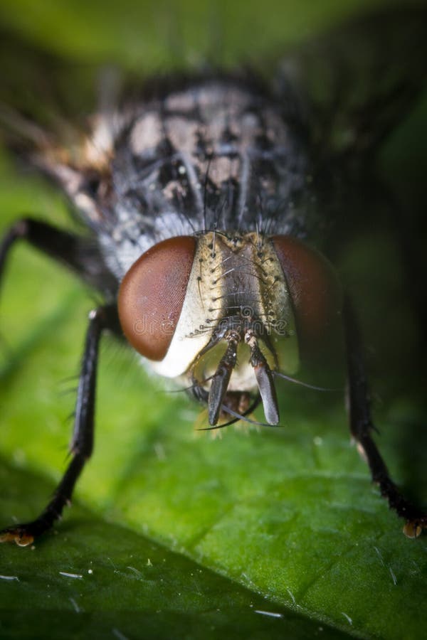 Close-up of a Fly Brachycera Sitting on Tiny Yellow Blossoms Stock ...