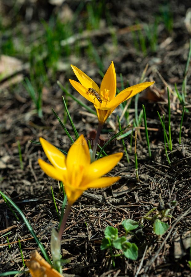 Diptera Insect Fly Episyrphus Balteatus (marmalade Hoverfly) Sitting on ...