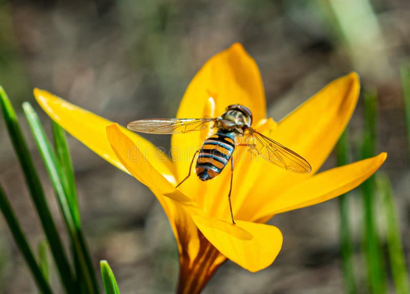 Diptera Insect Fly Episyrphus Balteatus (marmalade Hoverfly) Sitting on ...