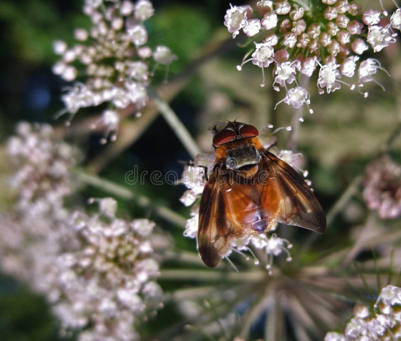 Diptera in natural back stock image. Image of animal - 34284243