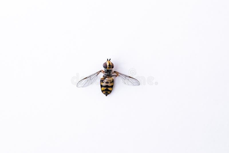 Diptera Syrphidae Insect Fly Black Yellow Striped Pattern Isolated on ...