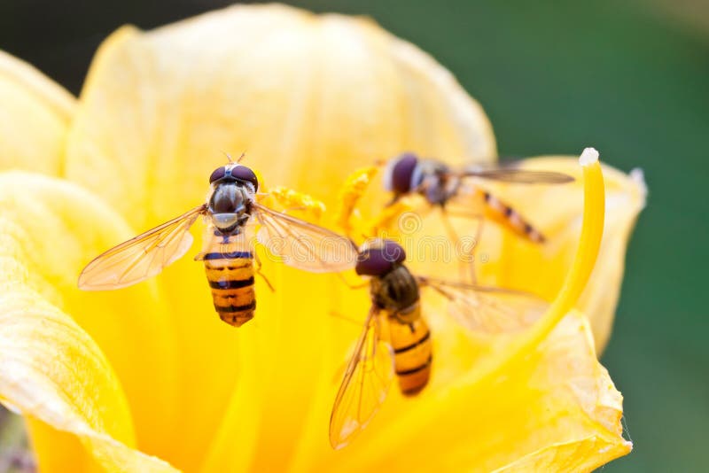 Diptera syrphidae insects stock image. Image of beneficial - 28478019