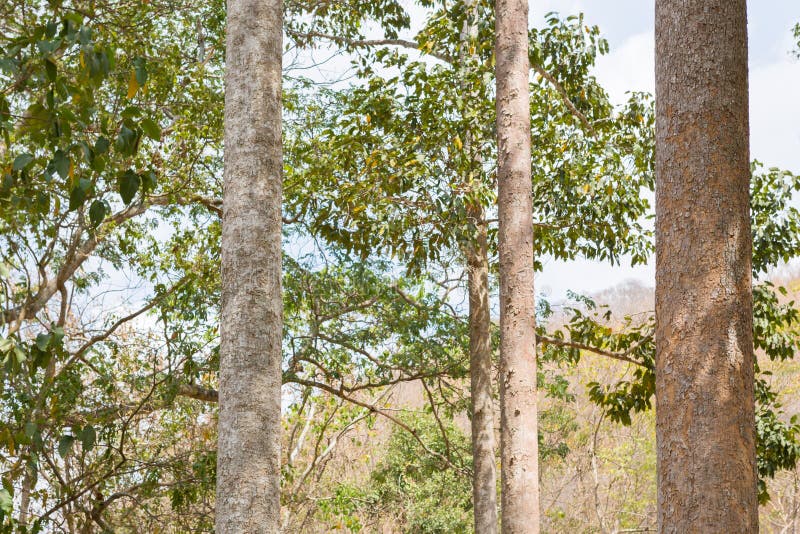 Large Trees in the Forest of Thailand Stock Image - Image of light ...