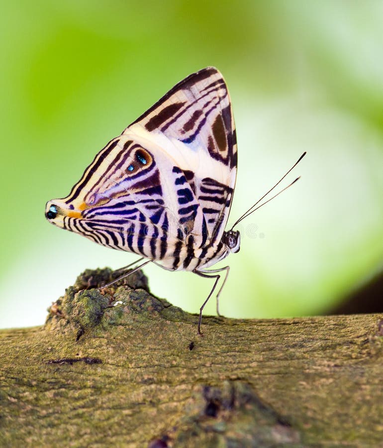 Dirce Beauty Stock Photos - Free & Royalty-Free Stock Photos from ...