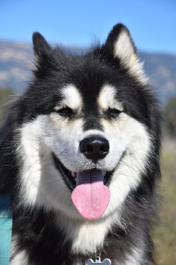 Direct Look into the Face of an Alusky Dog Stock Photo - Image of white ...
