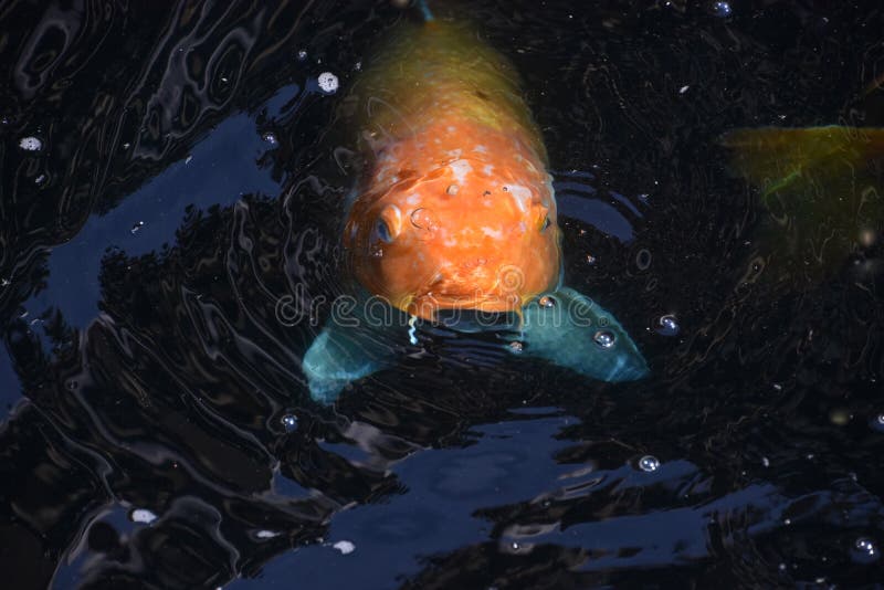 223 Koi Fish Face Stock Photos - Free & Royalty-Free Stock Photos from ...