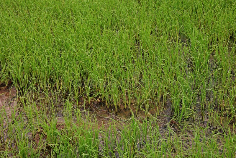 Seeded Field And A Field Lying Fallow Stock Photo - Image of fertility ...