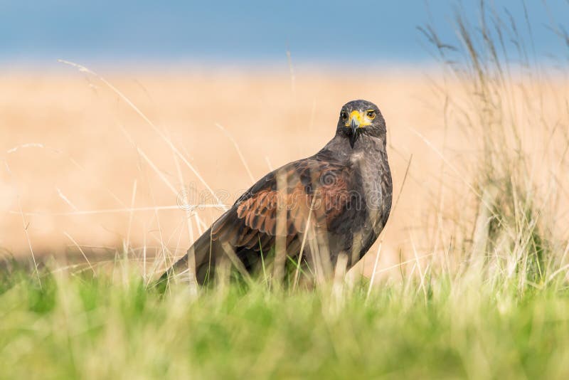 Direct view bird of prey stock image. Image of feather - 60048673