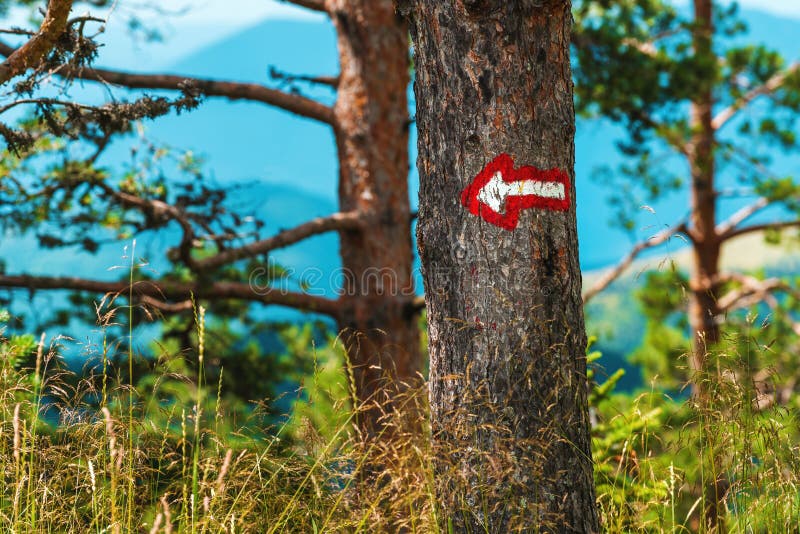 Direction Arrow for Guiding and Navigation through the Forest on Pine ...
