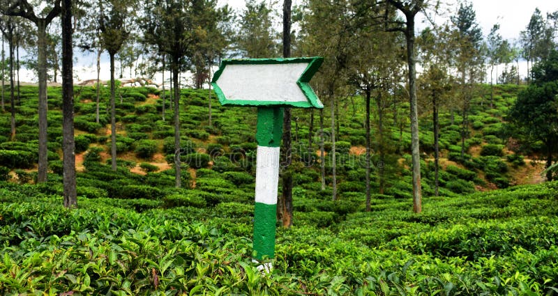 Direction Board in Tea Field Stock Image - Image of banner, notice ...