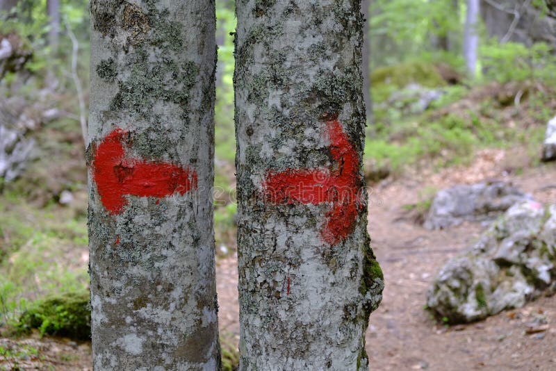 Direction mark on trees stock photo. Image of wood, forest - 96442776