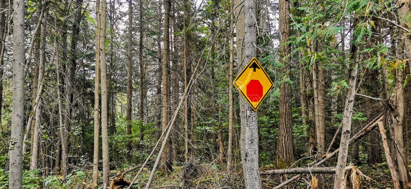 Direction Sign on the Tree in Forest Stock Image - Image of vector ...
