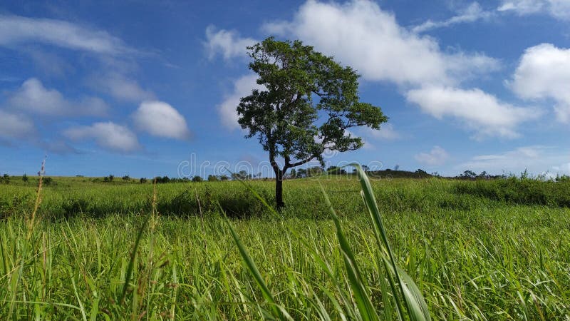 Direction Tree and Timepiece Stock Photo - Image of field, tree: 222440772