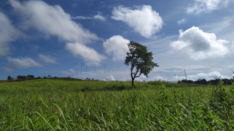 Direction Tree and Timepiece Stock Photo - Image of tree, plant: 222440780