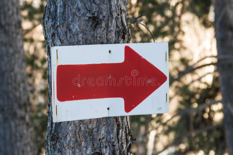 Directional Arrow on the Tree Stock Image - Image of space, locations ...