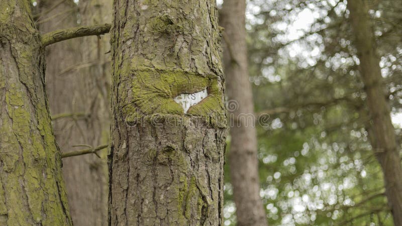 Directional Sign Grown into Tree in Woodlands Stock Photo - Image of ...