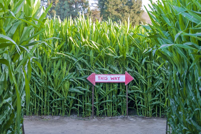 Corn Maze with Directional Sign Stock Image - Image of game, maize ...