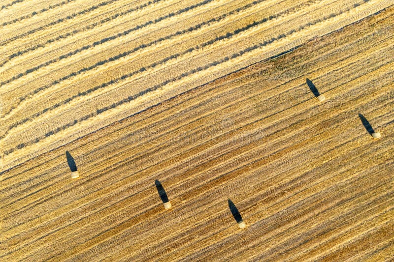 Directly Above Aerial View from a Drone of Harvested and Mowed Wheat ...