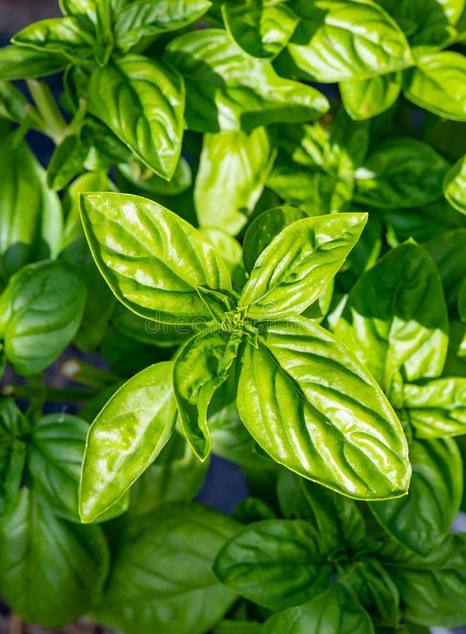 Directly Above Basil Green Plant Full Frame Stock Image - Image of ...