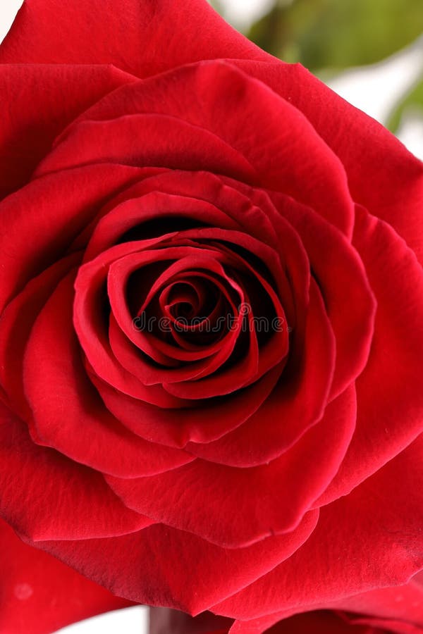 Directly Above Close Up of a Red Rose Stock Image - Image of petal ...