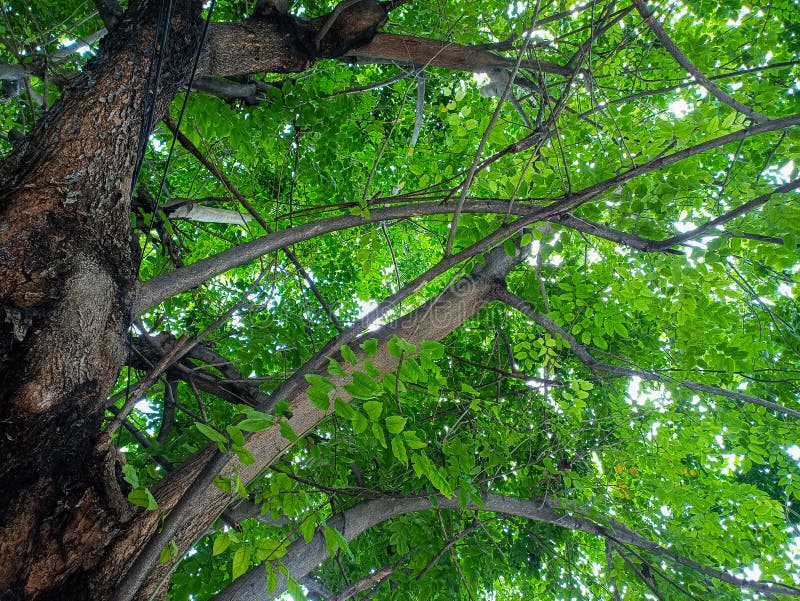 Directly below the tree stock image. Image of outdoors - 315969089