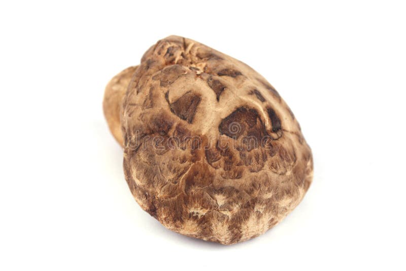 Dired Mushrooms stock photo. Image of healthy, bumpy - 16813298