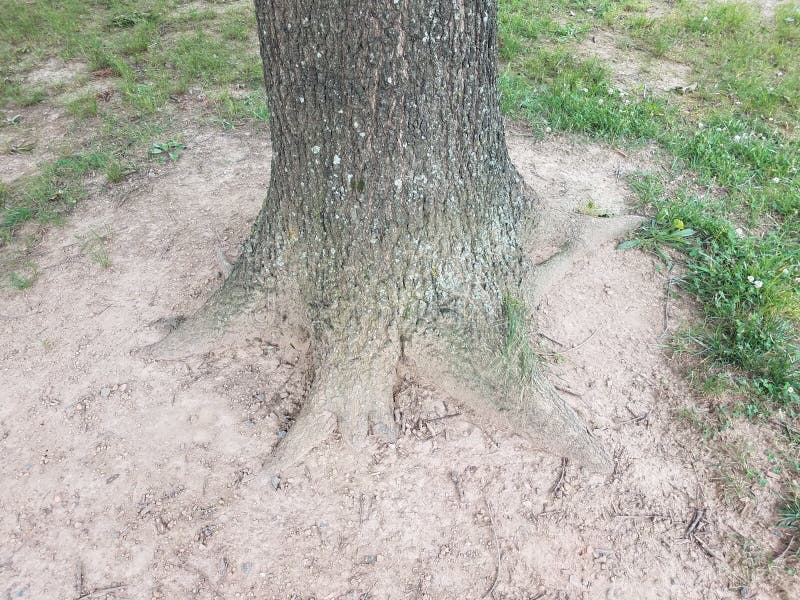 Dirt at Base of Tree Trunk with Bark and Grass Stock Photo - Image of ...