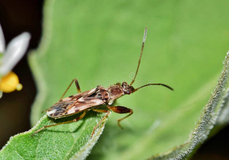 Dirt-colored Seed Bug on a Tree Leaf at Night in Houston, TX. Stock ...