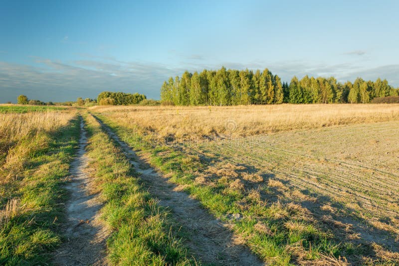 Dirt Country Road through Fields, Small Forest and Clouds in the Sky ...