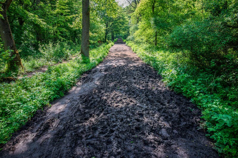 A Dirt Footpath Cuts through the Forest Stock Image - Image of nature ...