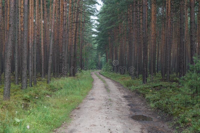 A Dirt Forest Road through a Pine Forest. Stock Photo - Image of ...