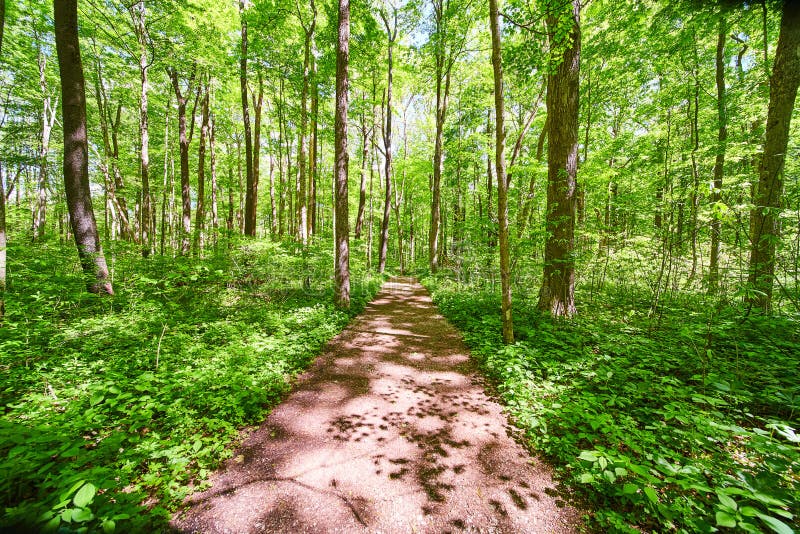 Dirt Hiking Trail through Open Forest with Lush Green Trees Stock Image ...