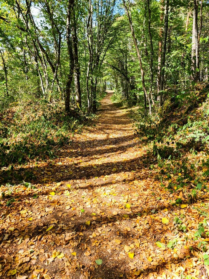 Dirt and Leaf Path Plunging into the Forest Stock Photo - Image of path ...