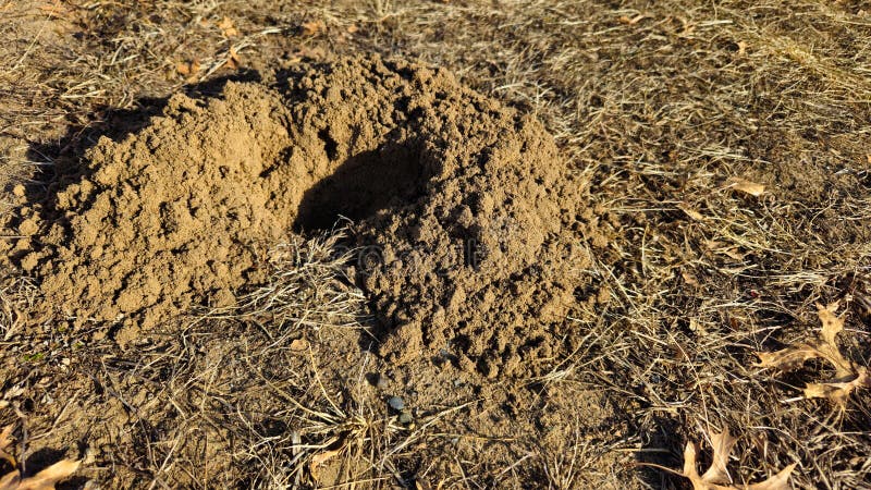Closeup of a Hole in the Ground, a Freshly Created Dug Out by a Pocket ...