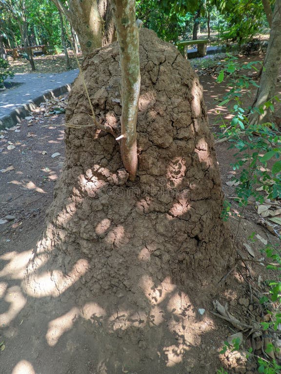 Dirt Mounds As Termite Nests 001 Stock Photo - Image of geology ...