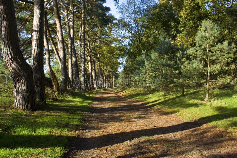 Dirt path stock image. Image of orange, park, long, october - 12398277